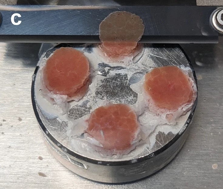 Precision Cut Liver Slices for Ex Vivo Research | Campden Instruments